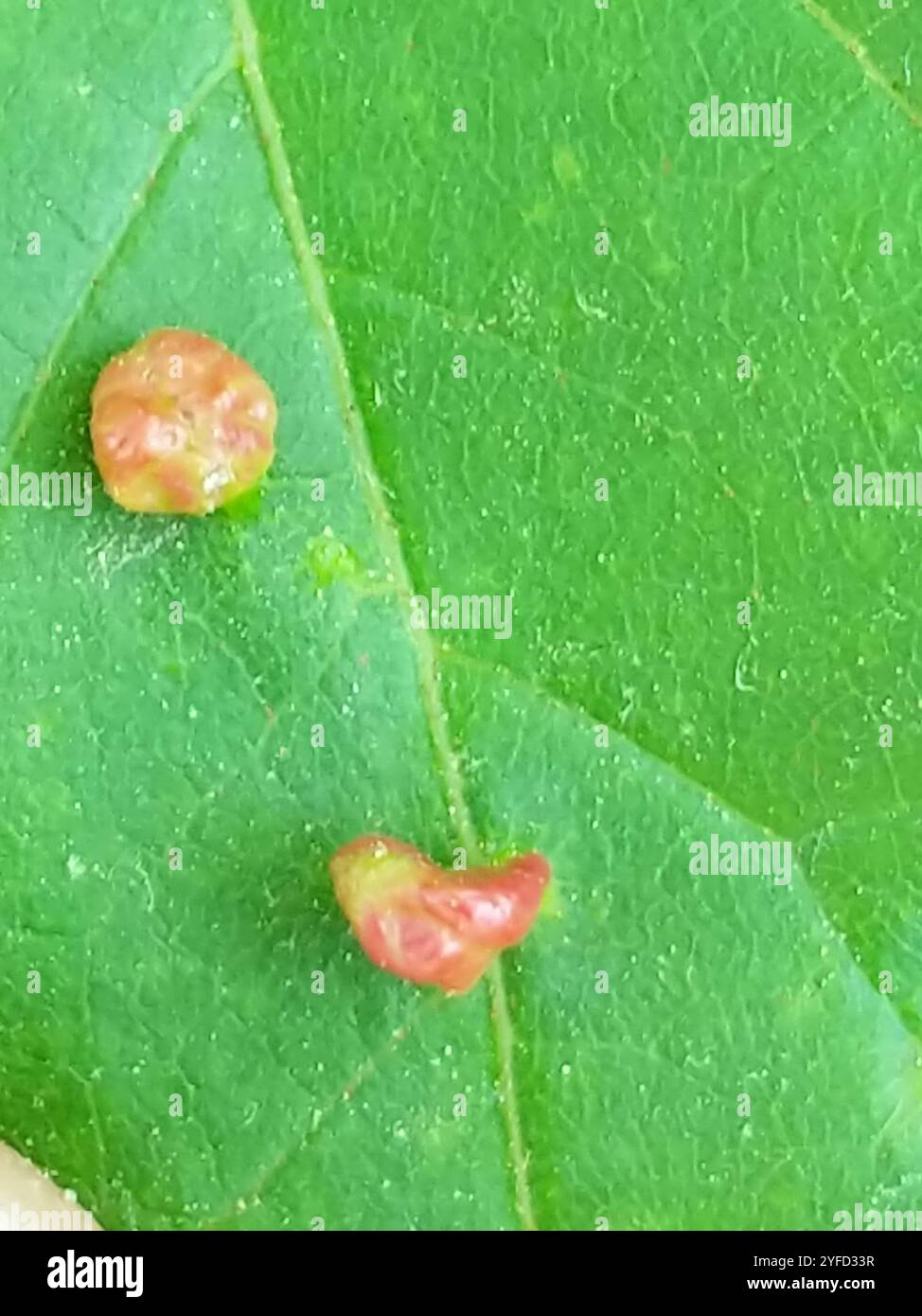 Maple Bladdergall Mite (Vasates quadripedes Stock Photo - Alamy