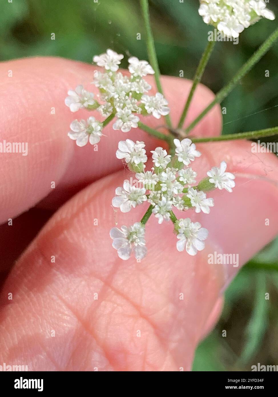 common hedge parsley (Torilis arvensis Stock Photo - Alamy