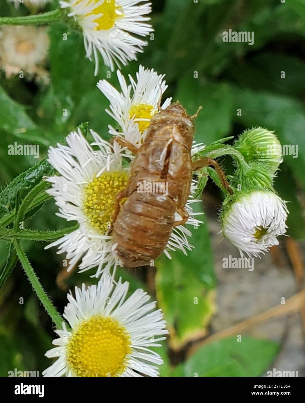 Periodical Cicadas (Magicicada Stock Photo - Alamy