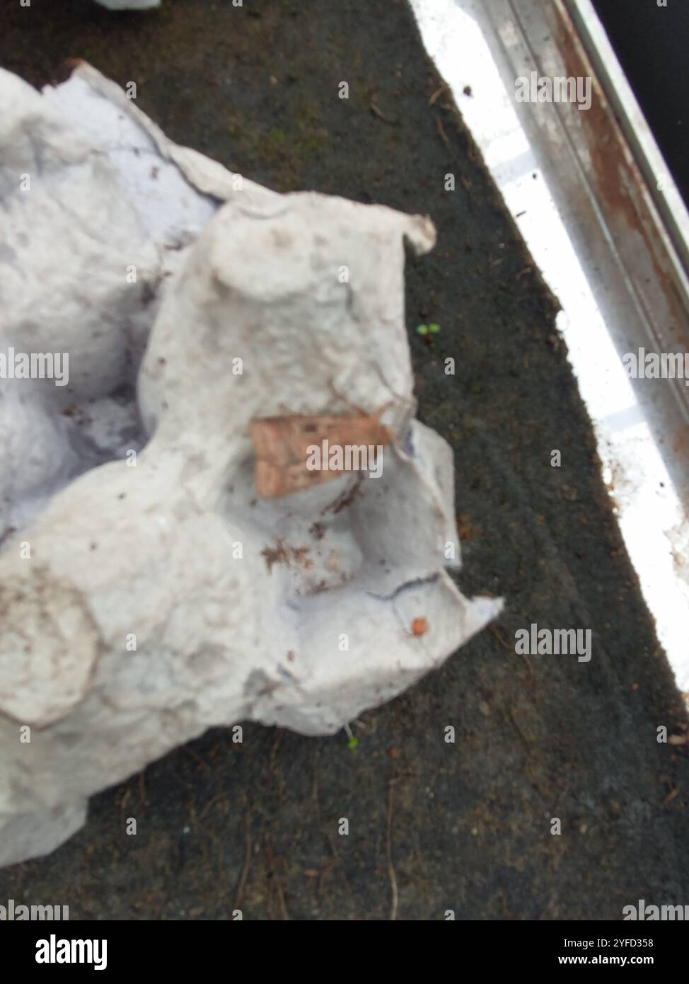 Small Square-spot (Diarsia rubi Stock Photo - Alamy