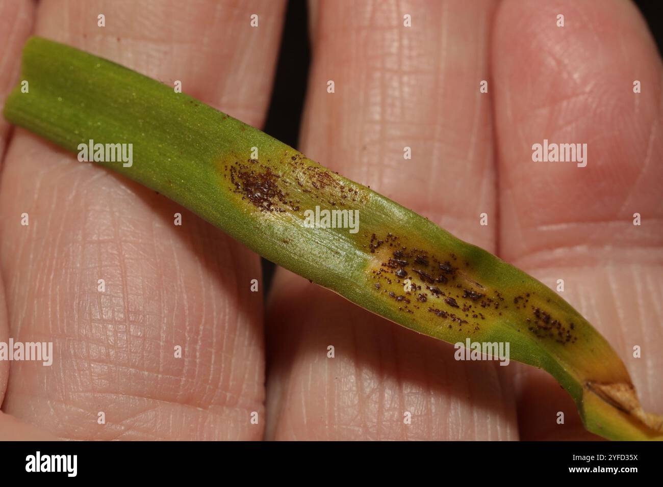 Bluebell rust (Uromyces hyacinthi Stock Photo - Alamy