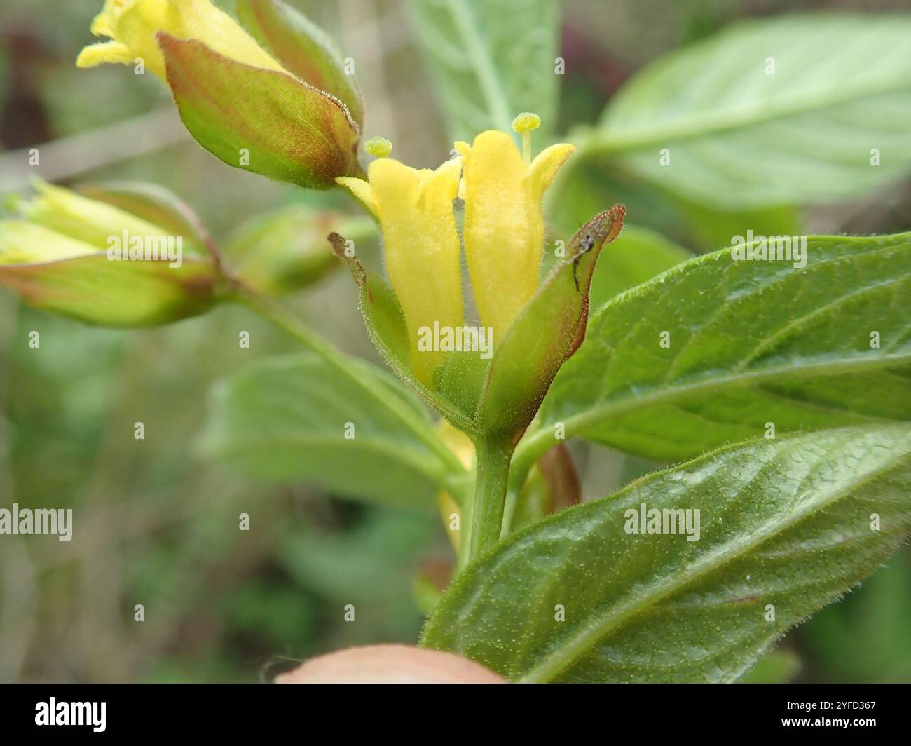 twinberry honeysuckle (Lonicera involucrata Stock Photo - Alamy