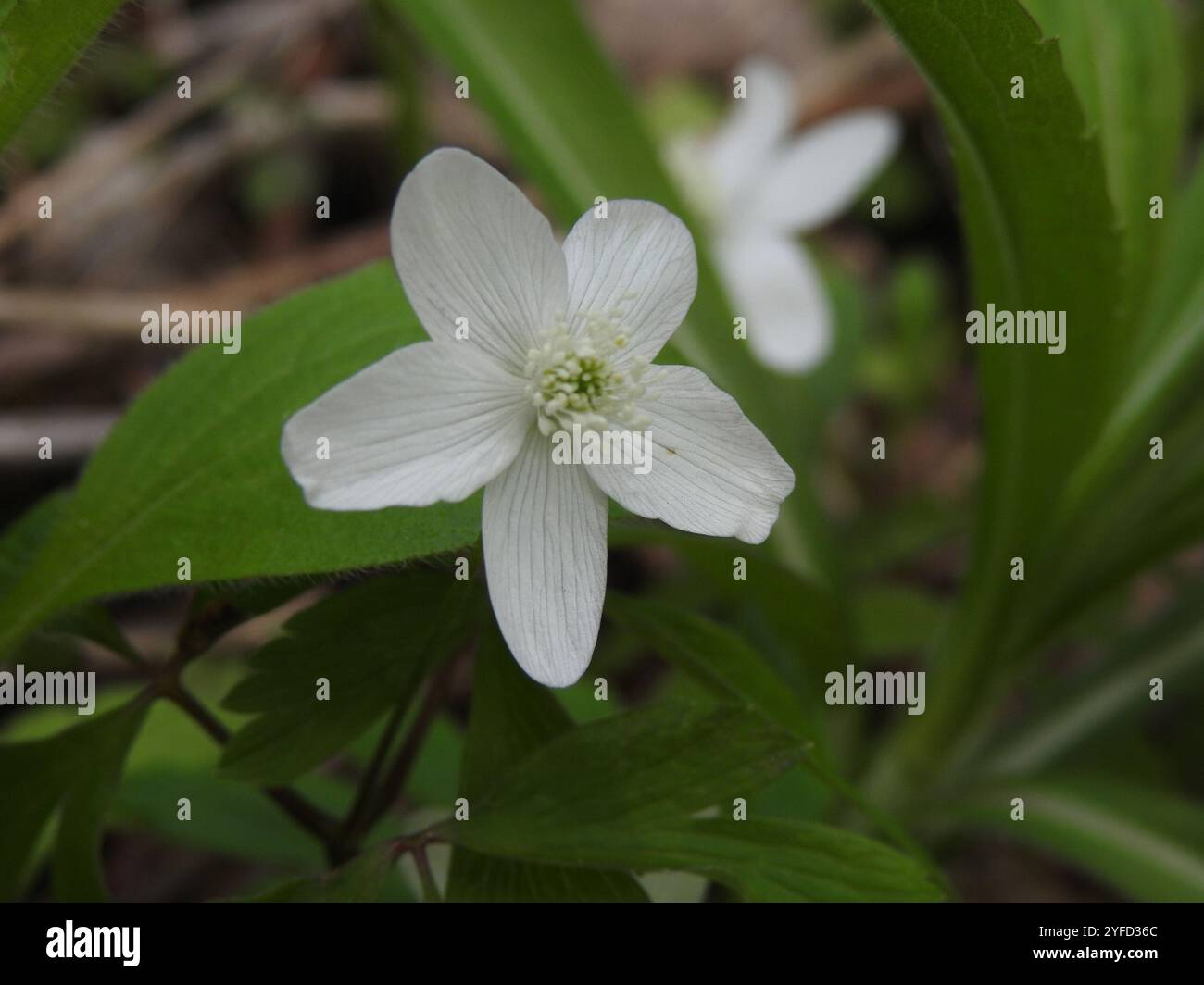 wood anemone (Anemonoides quinquefolia Stock Photo - Alamy