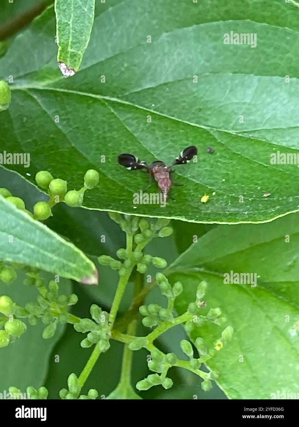 Common Picture-winged Fly (Delphinia picta Stock Photo - Alamy