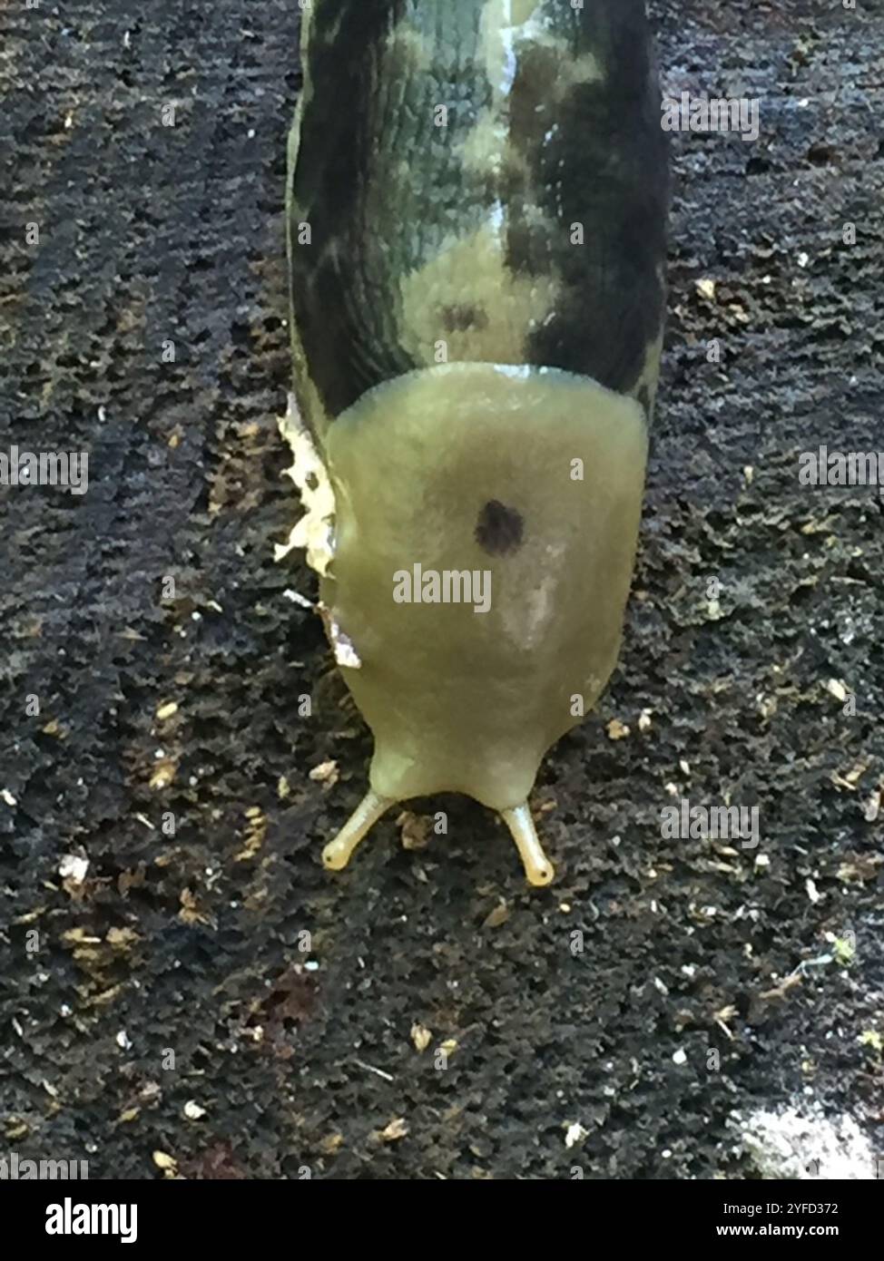 Pacific Banana Slug (Ariolimax columbianus Stock Photo - Alamy