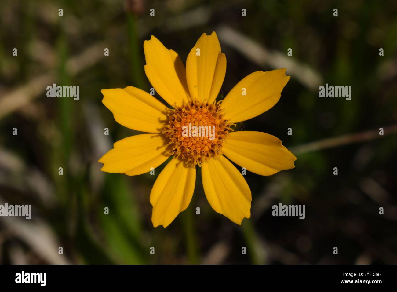 lobed coreopsis (Coreopsis auriculata Stock Photo - Alamy