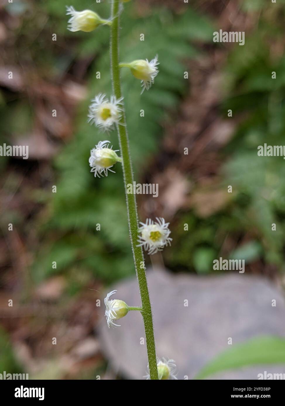 twoleaf miterwort (Mitella diphylla Stock Photo - Alamy
