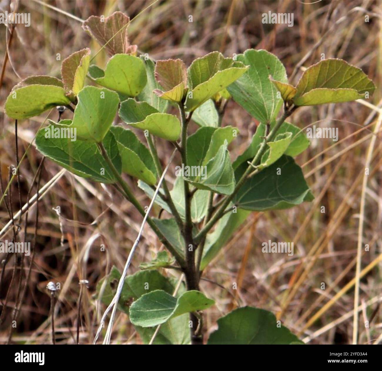 South African Wild Pear (Dombeya rotundifolia Stock Photo - Alamy