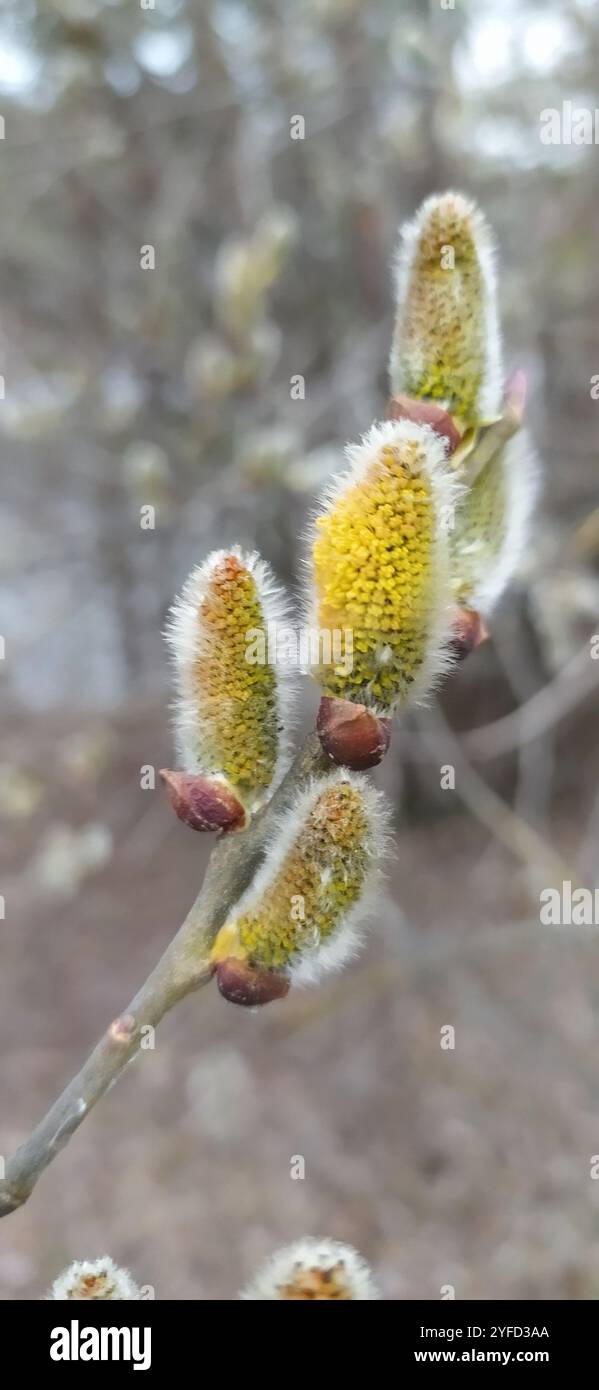 goat willow (Salix caprea Stock Photo - Alamy