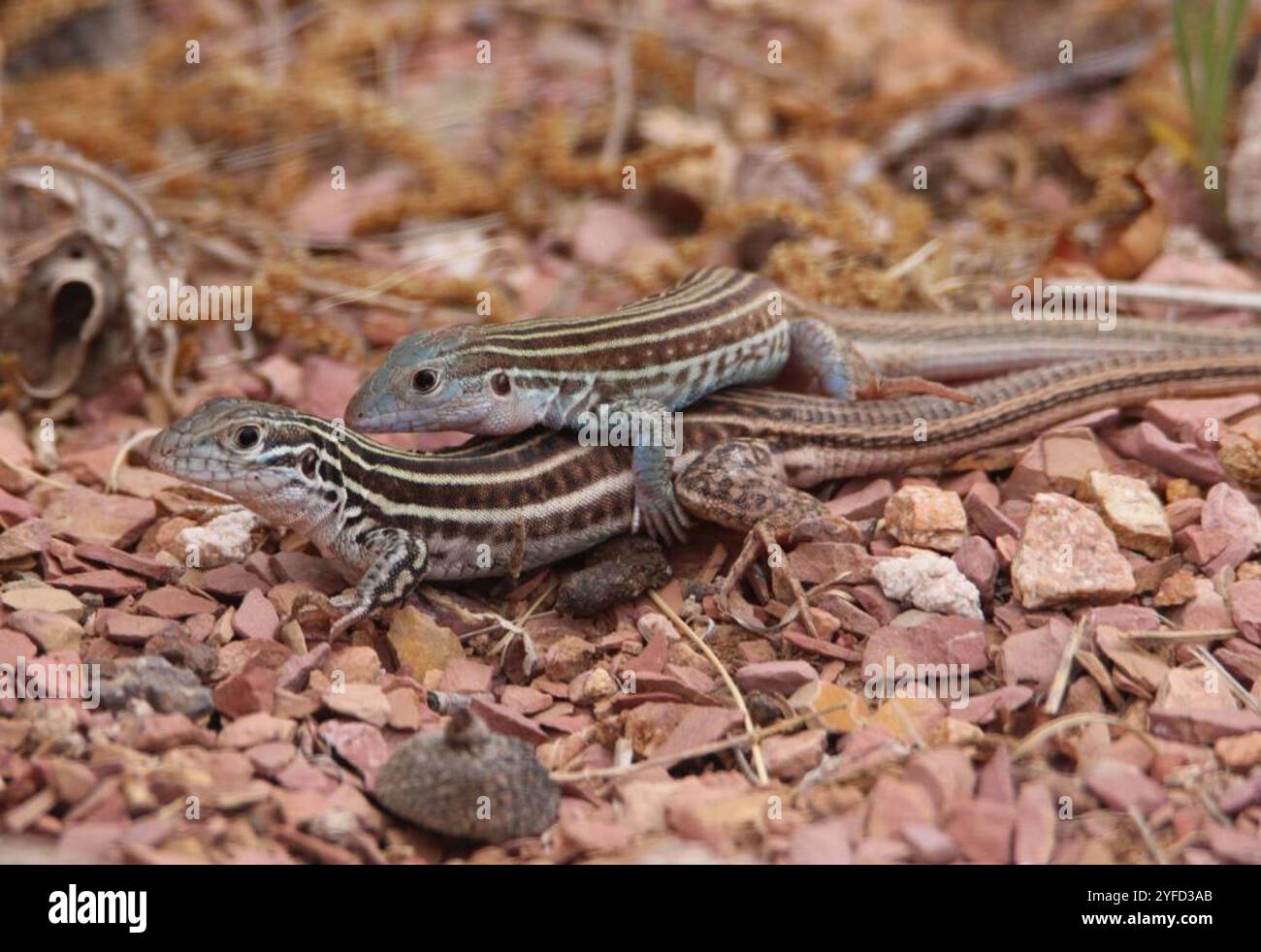 Common Spotted Whiptail (Aspidoscelis gularis Stock Photo - Alamy