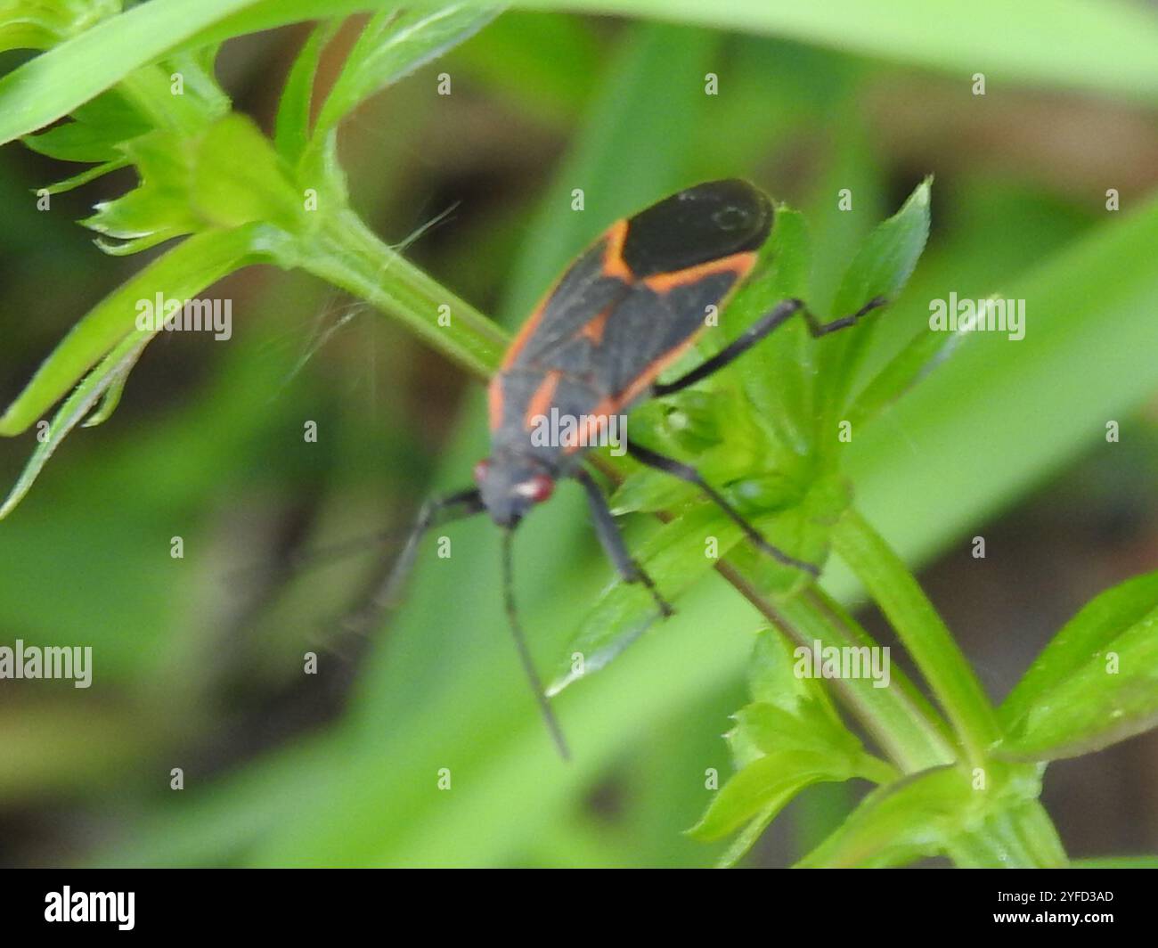 Eastern Boxelder Bug (Boisea trivittata Stock Photo - Alamy