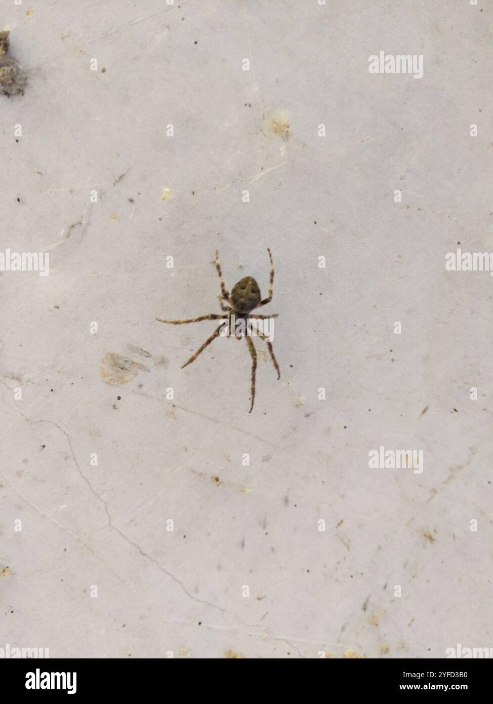 Grey Cross Spider (Larinioides sclopetarius Stock Photo - Alamy