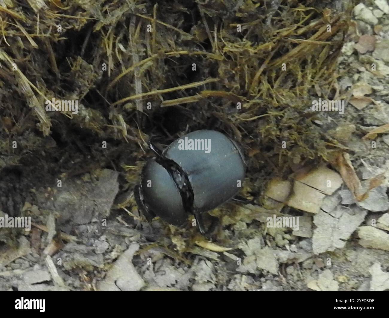 Dung Rollers (Canthon Stock Photo - Alamy