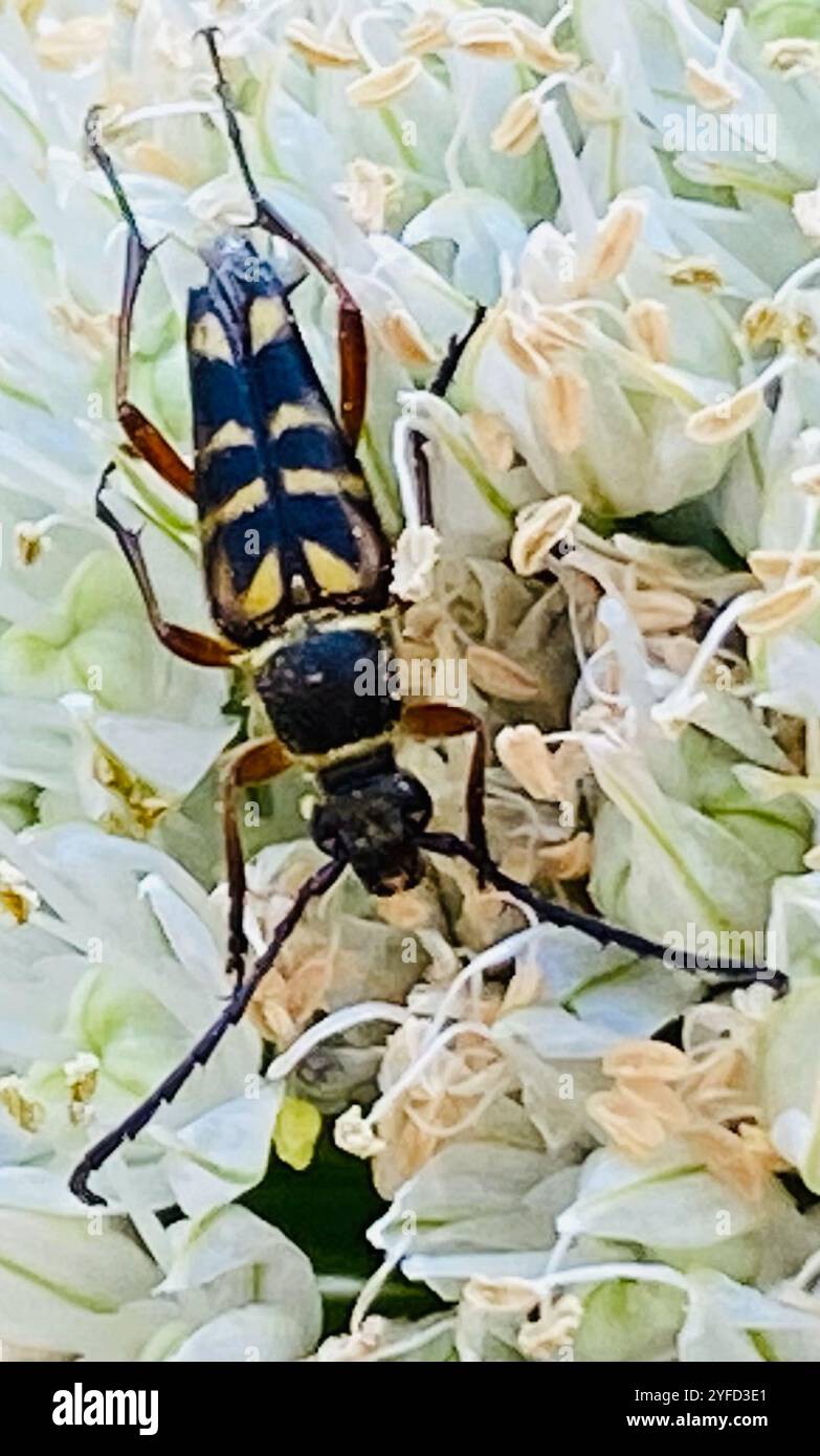 Zebra Longhorn Beetle (Typocerus zebra Stock Photo - Alamy
