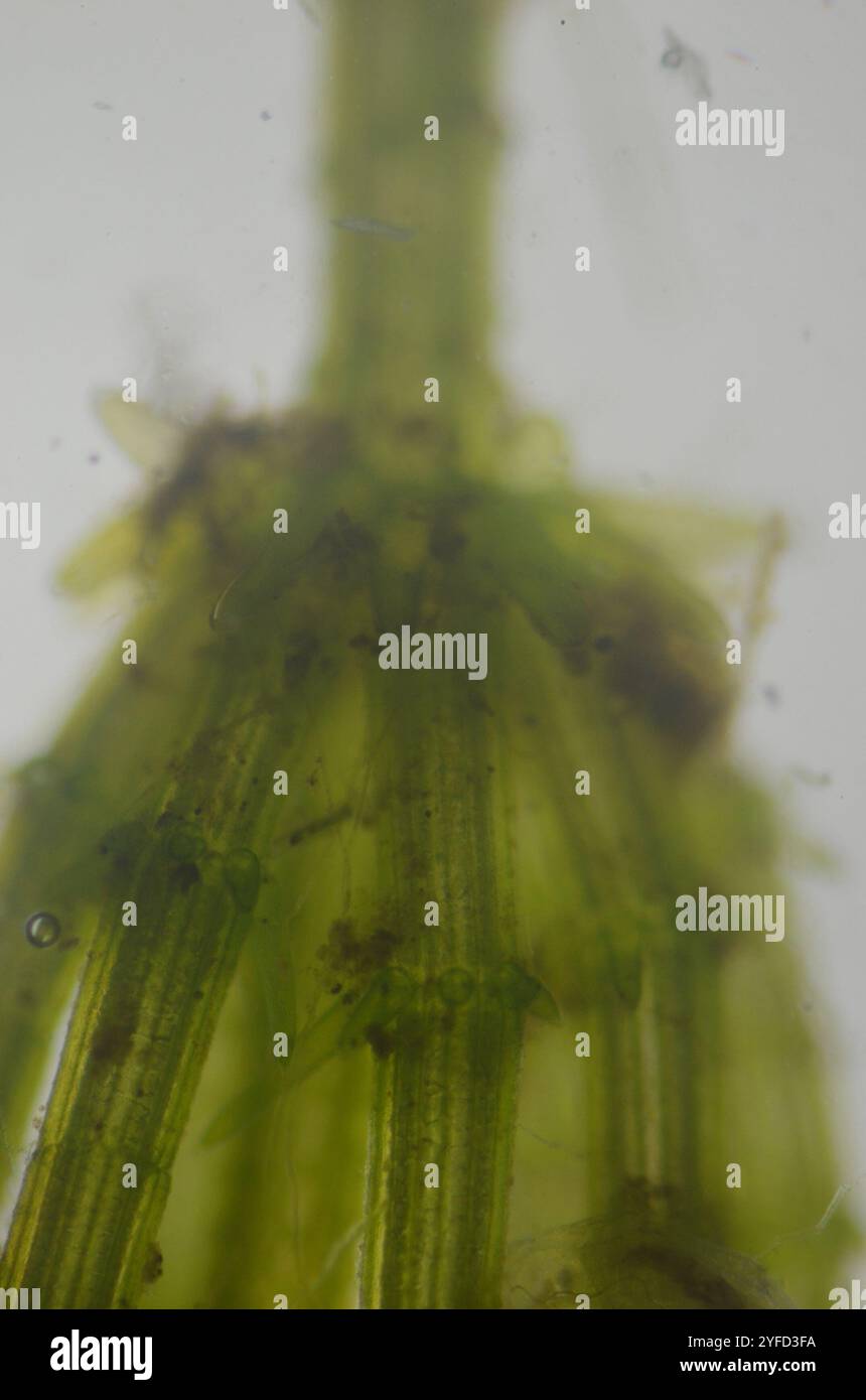 delicate stonewort (Chara virgata Stock Photo - Alamy
