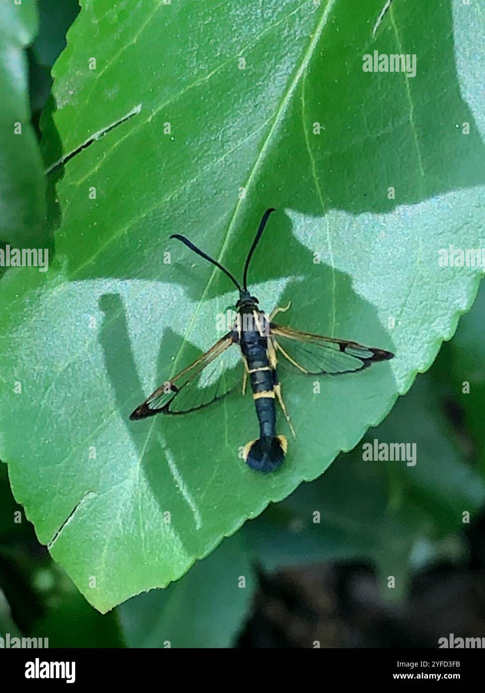 Dogwood borer moth hi-res stock photography and images - Alamy