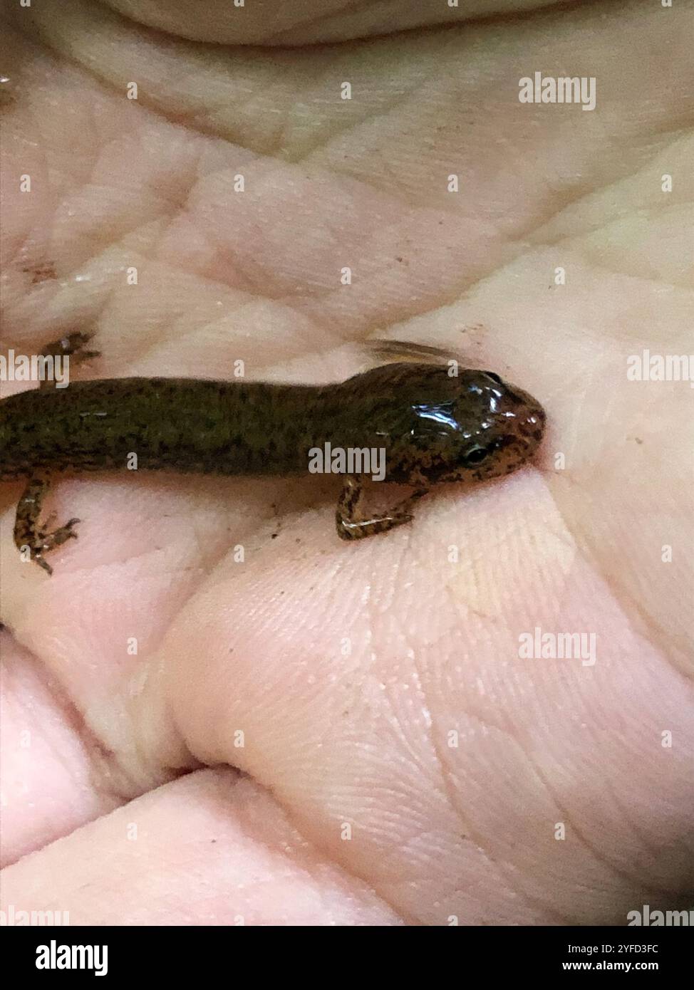 Southern Two-lined Salamander (Eurycea cirrigera Stock Photo - Alamy