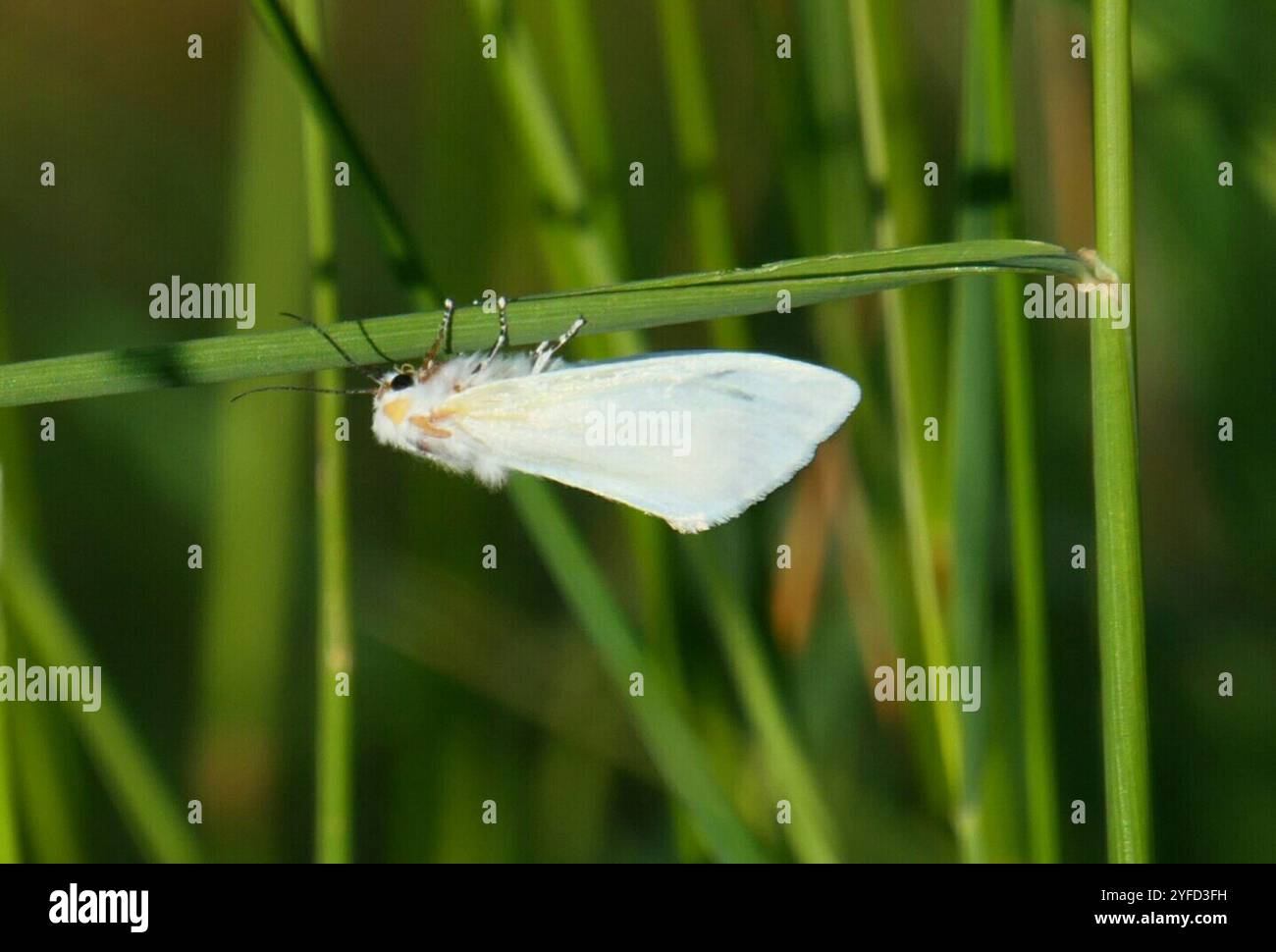 Fall Webworm Moth (Hyphantria cunea Stock Photo - Alamy