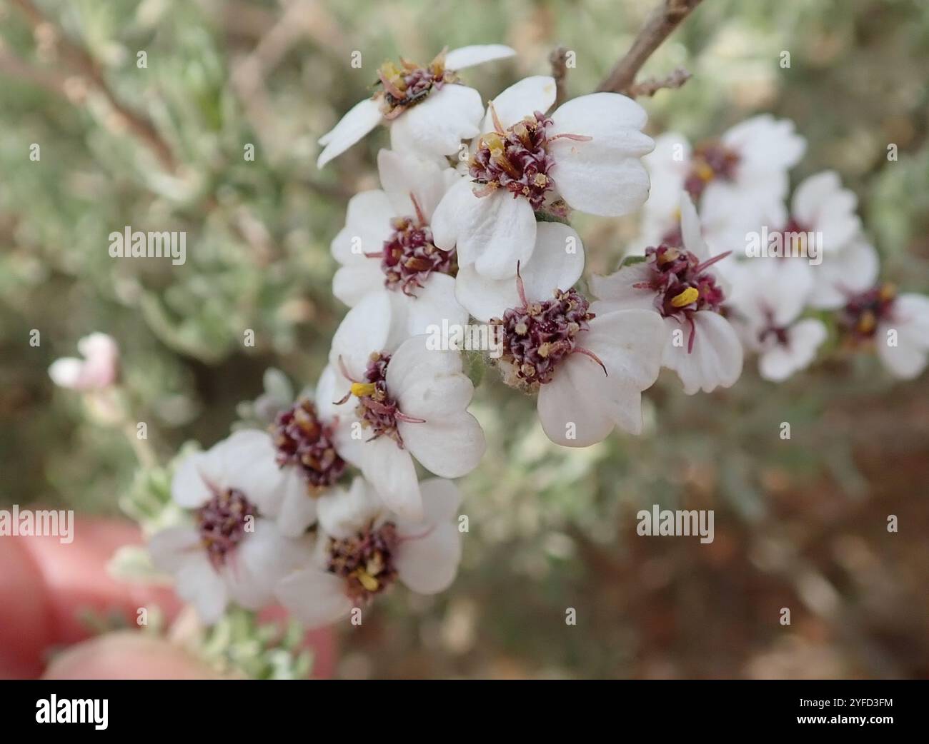 Cape Snow Bush (Eriocephalus africanus Stock Photo - Alamy