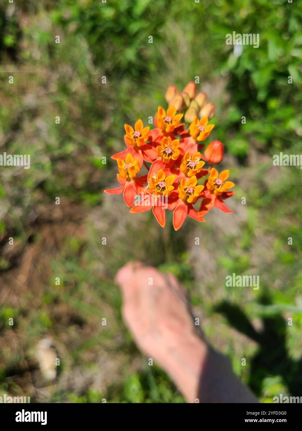 Asclepias lanceolata hi-res stock photography and images - Alamy