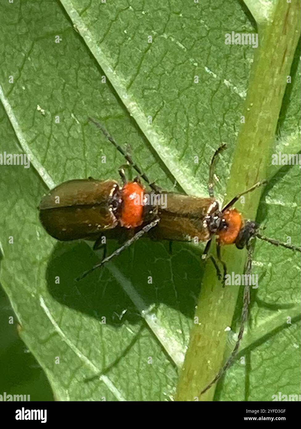 Soldier Beetles (Cantharidae Stock Photo - Alamy