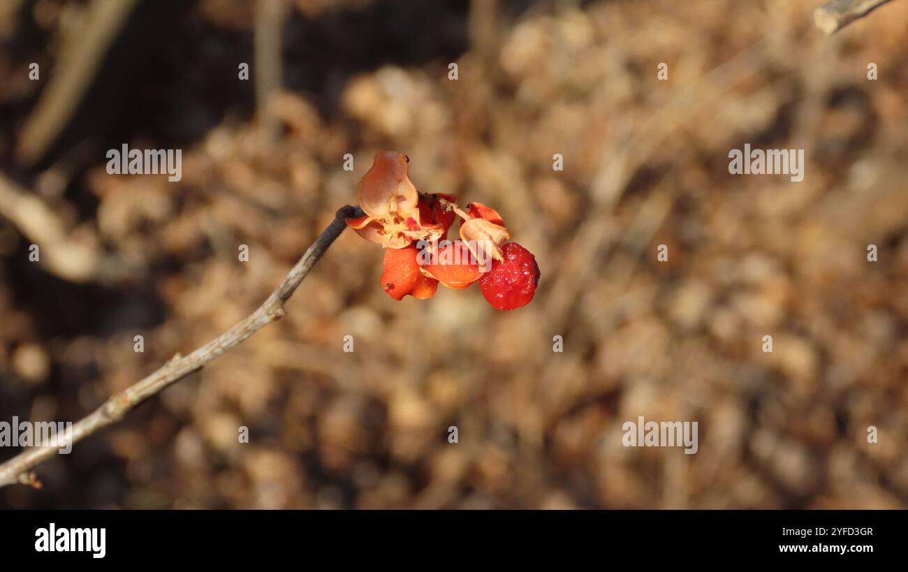American bittersweet (Celastrus scandens Stock Photo - Alamy