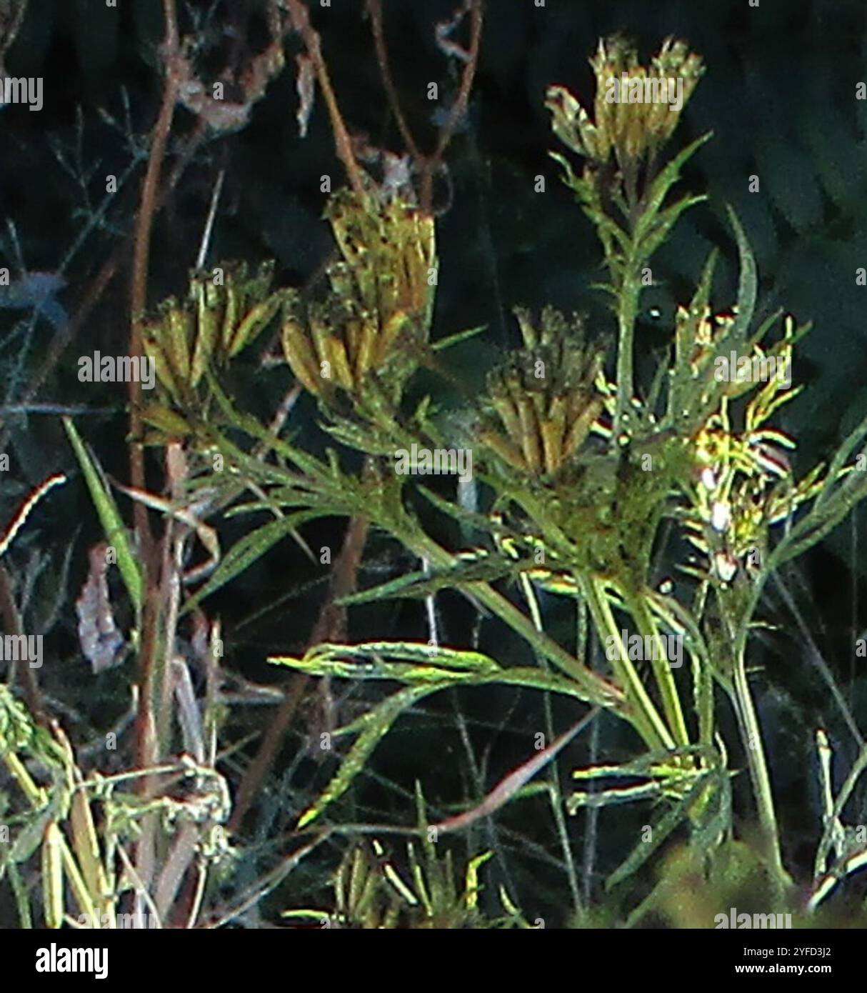 wild marigold (Tagetes minuta Stock Photo - Alamy