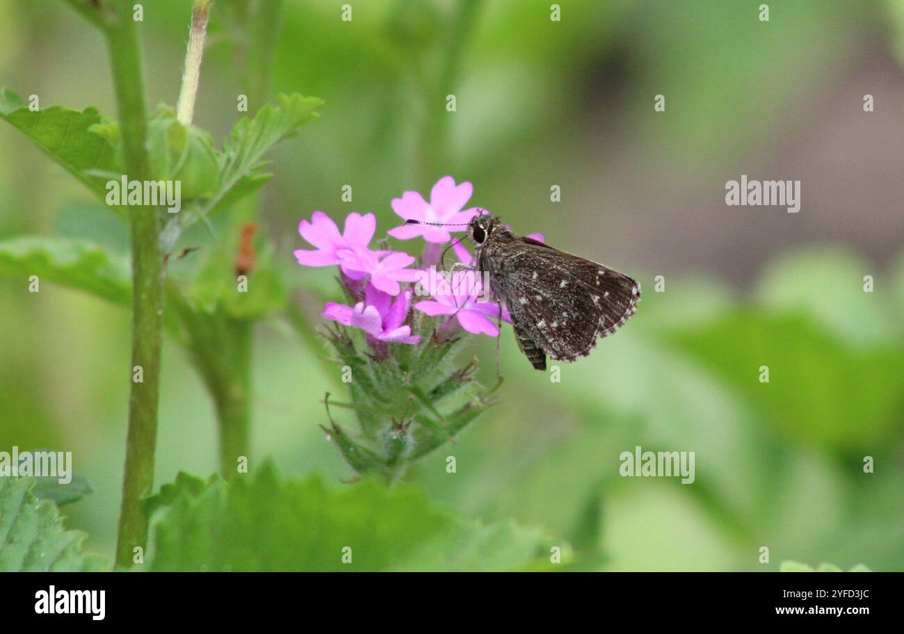 Roadside skipper hi-res stock photography and images - Alamy