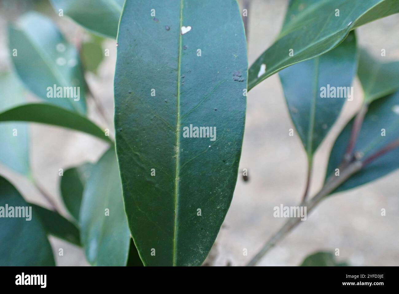 Common Cape Holly (Ilex mitis mitis Stock Photo - Alamy