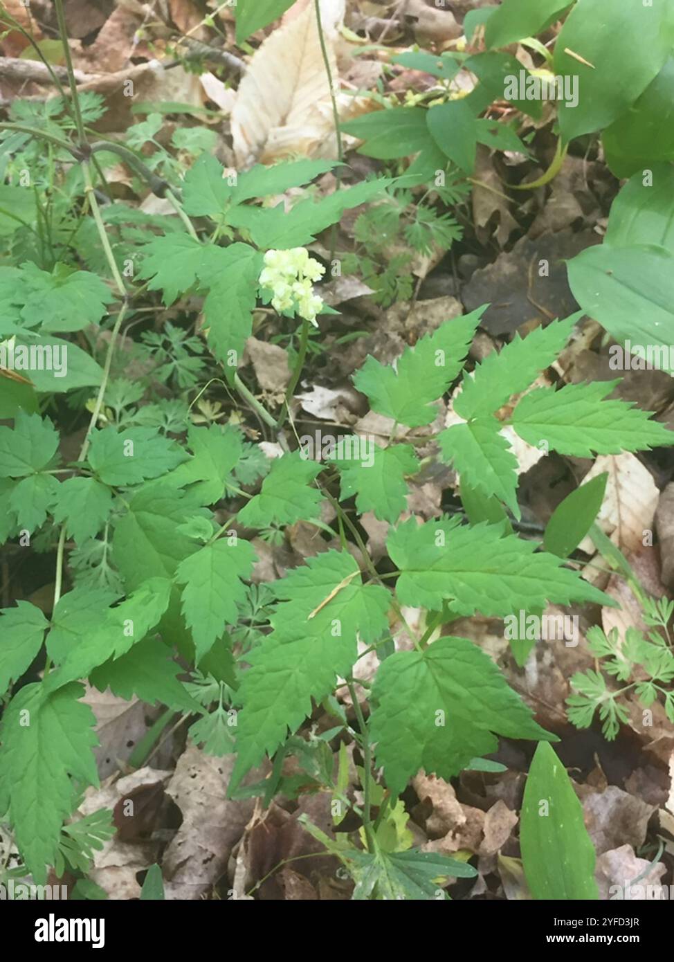 white baneberry (Actaea pachypoda Stock Photo - Alamy