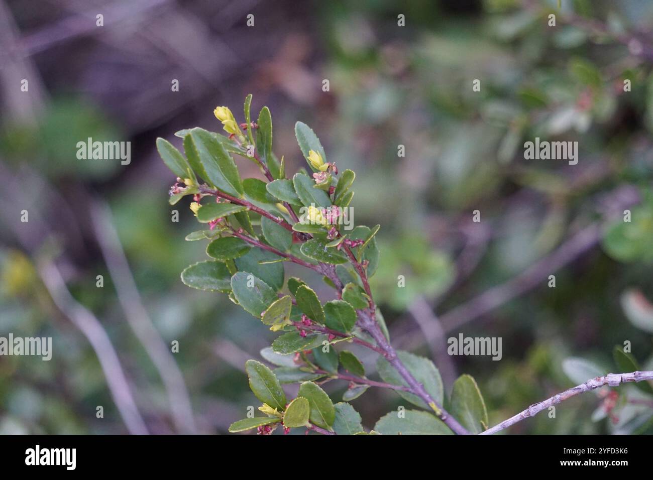 Oregon Boxwood (Paxistima myrsinites Stock Photo - Alamy