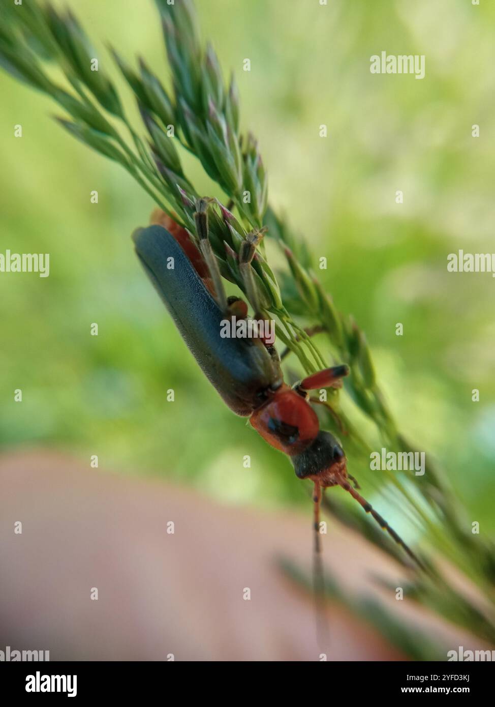 Rustic Sailor Beetle (Cantharis rustica Stock Photo - Alamy