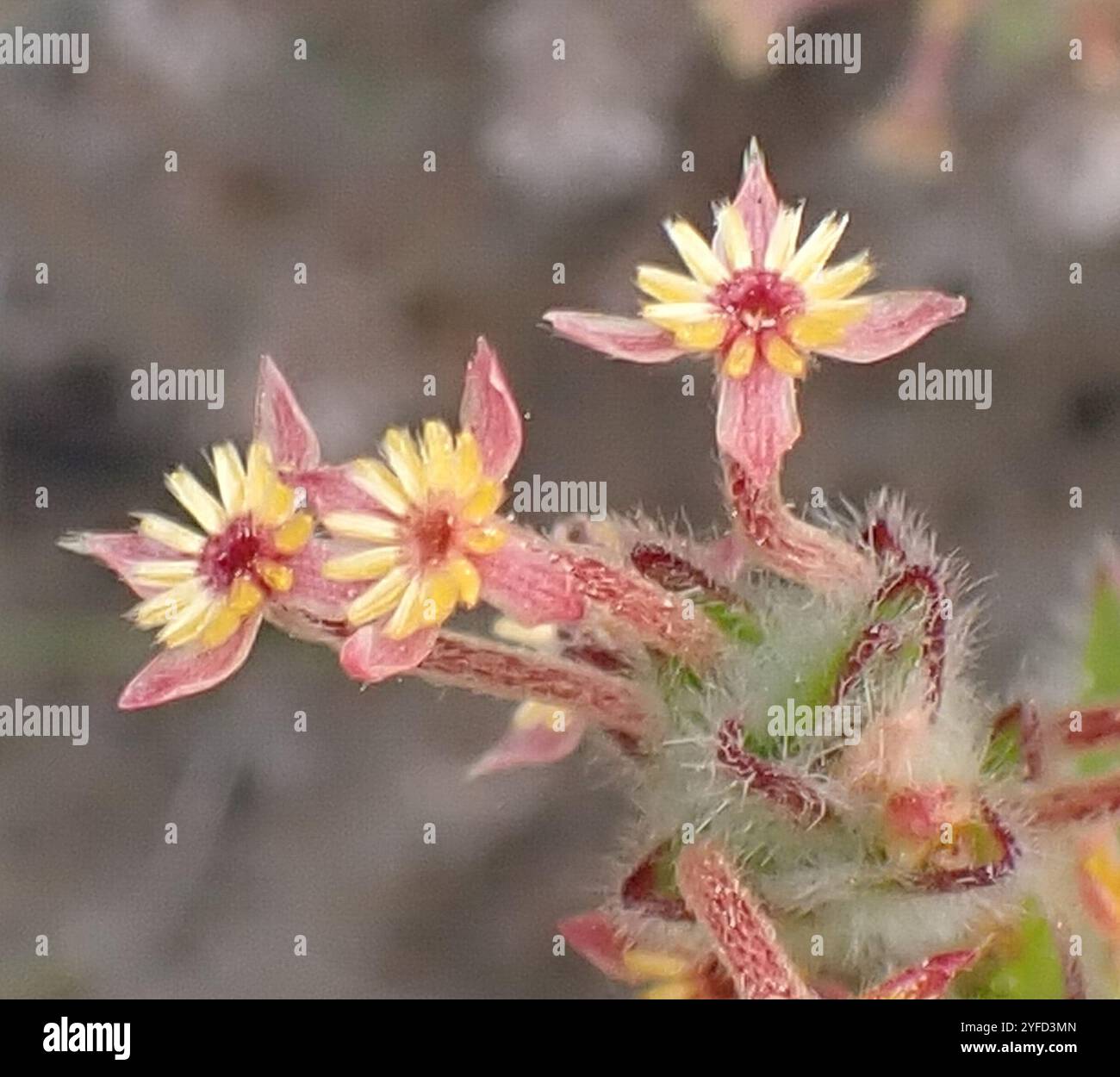 Woolly Capespray (Struthiola tomentosa Stock Photo - Alamy
