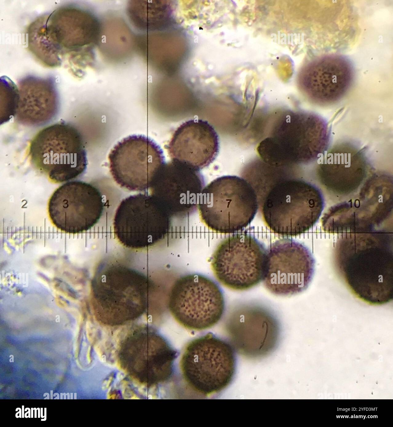 true slime molds (Myxomycetes Stock Photo - Alamy