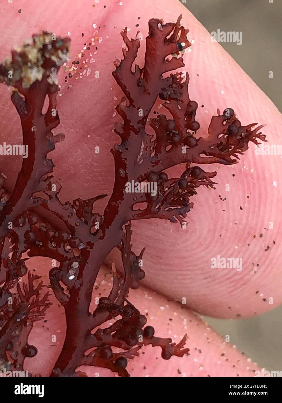 Plocamium cartilagineum hi-res stock photography and images - Alamy
