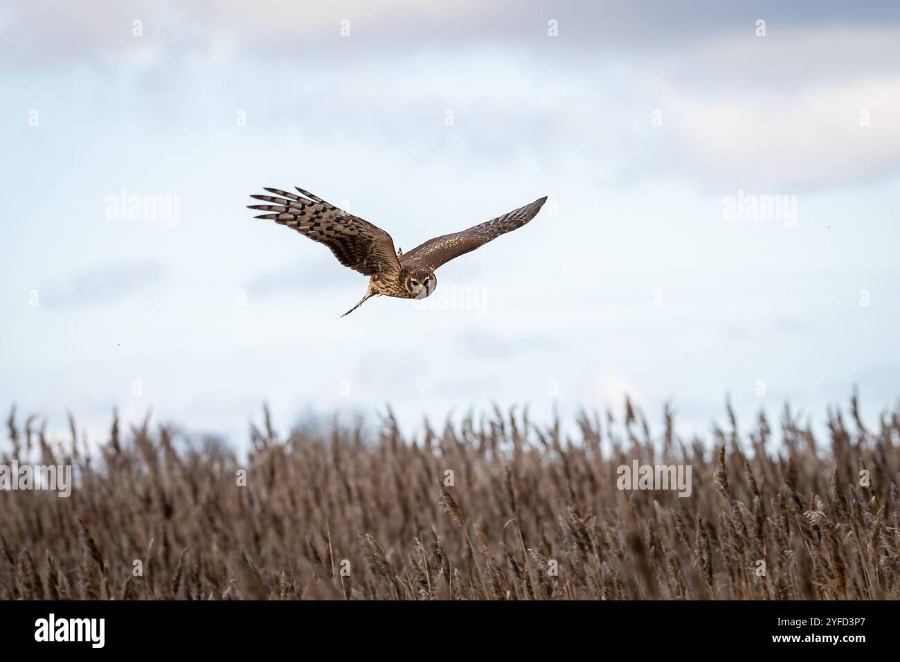 Close view of a Northern Harrier (Circus cyaneus). Hen Harrier or ...