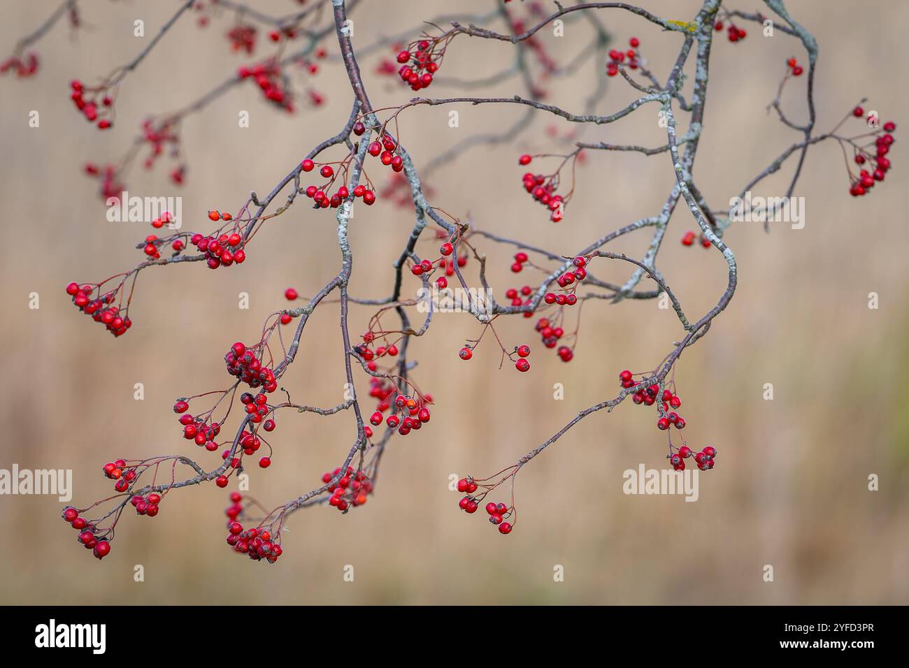 The fruits of mountain ash hanging in clusters on the branches of trees ...