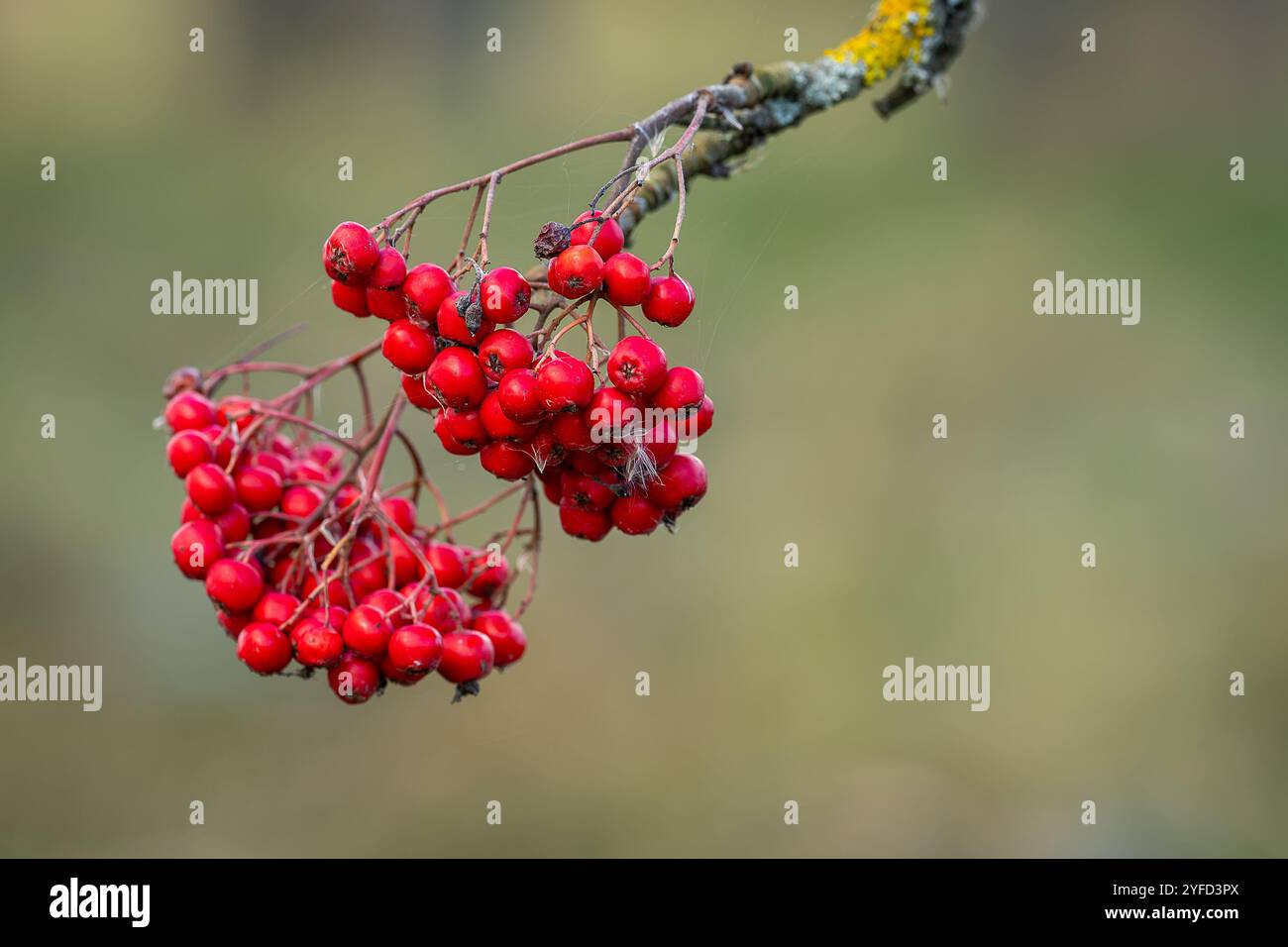 The fruits of mountain ash hanging in clusters on the branches of tree ...