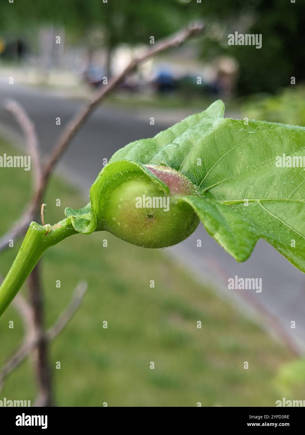 Oak Petiole Gall Wasp (Andricus quercuspetiolicola Stock Photo - Alamy