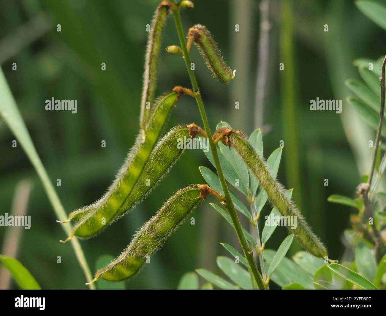 South African hoarypea (Tephrosia noctiflora Stock Photo - Alamy