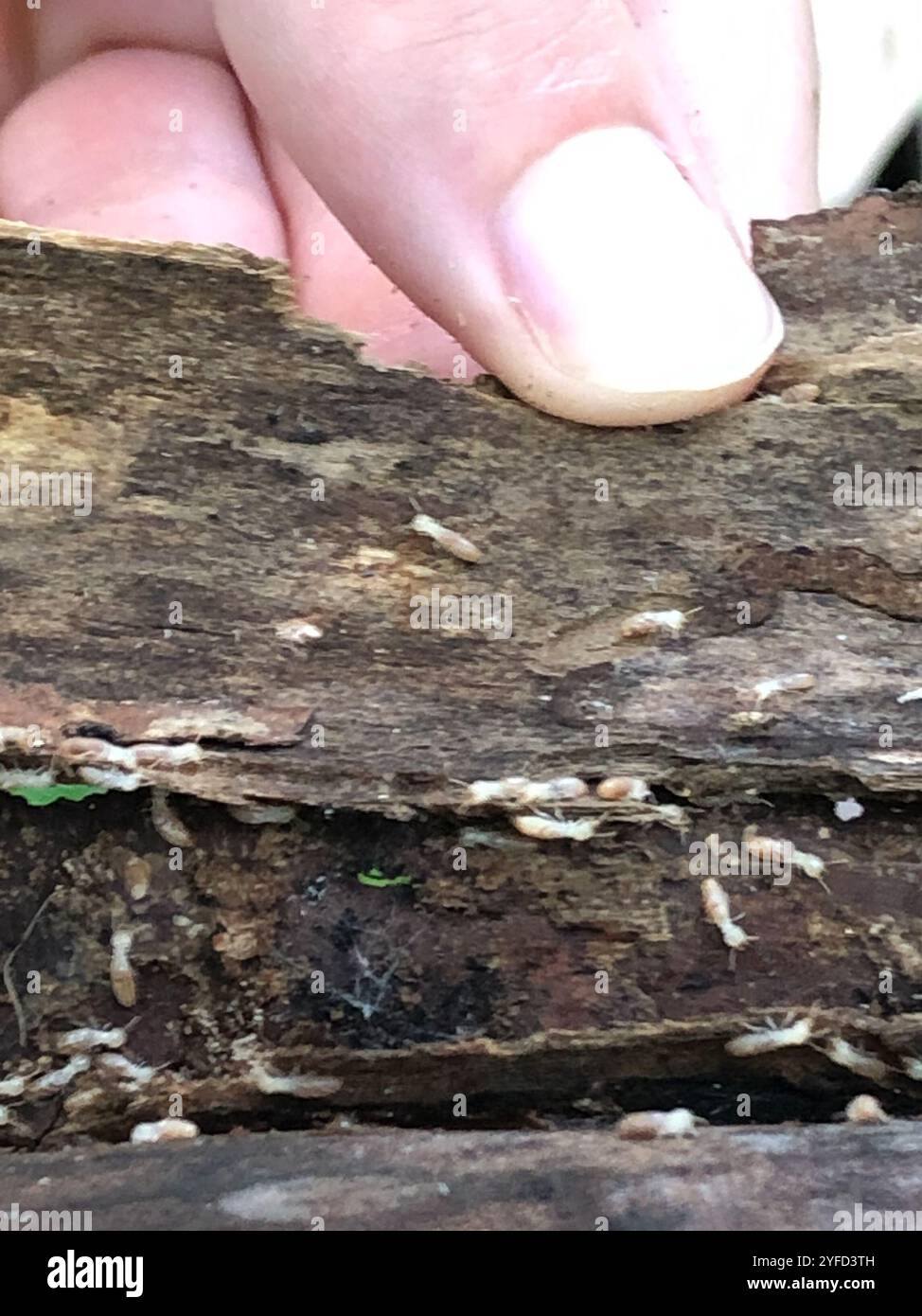 Eastern Subterranean Termite (Reticulitermes flavipes Stock Photo - Alamy