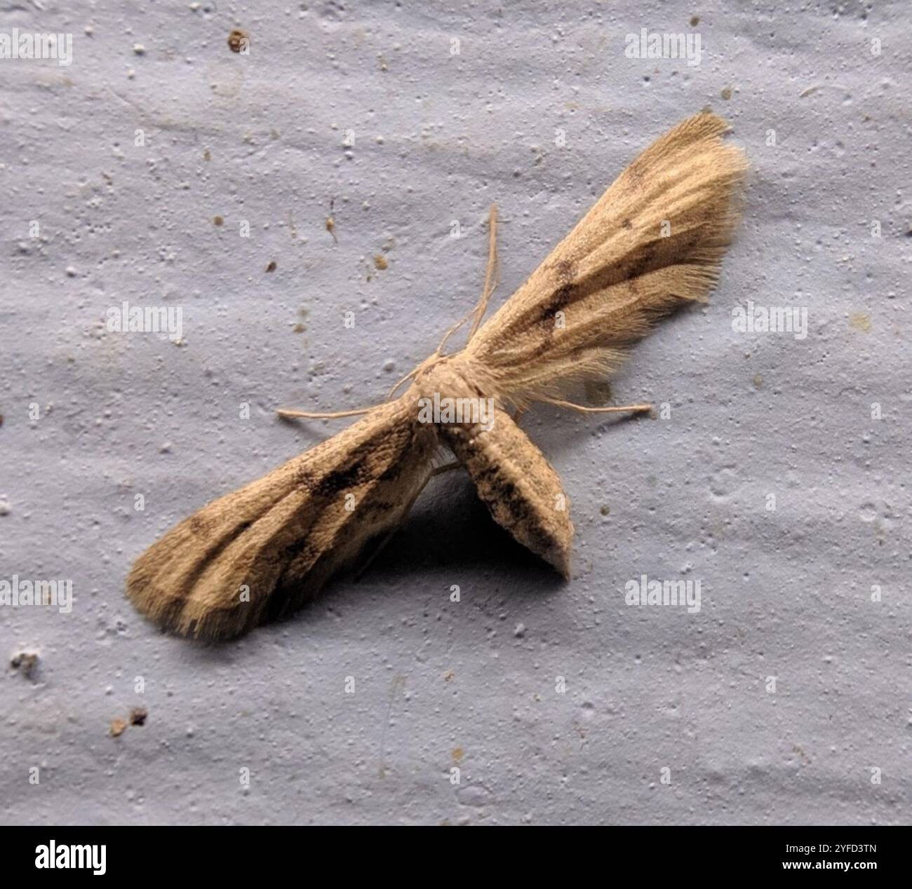 Geometer Moths (Geometridae Stock Photo - Alamy