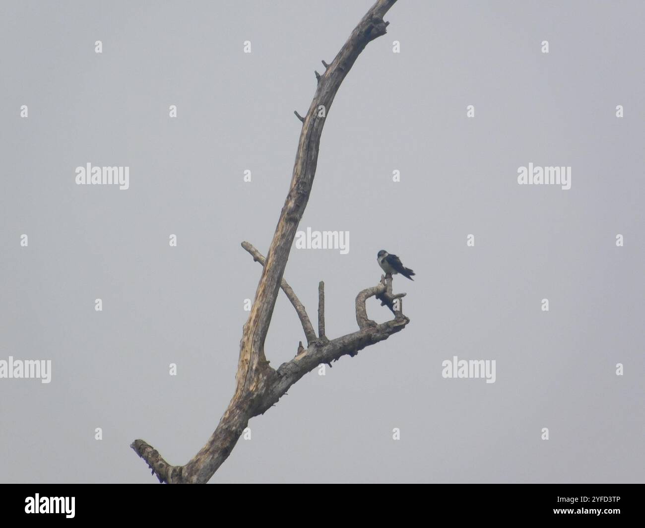 Leucorrhoa hi-res stock photography and images - Alamy