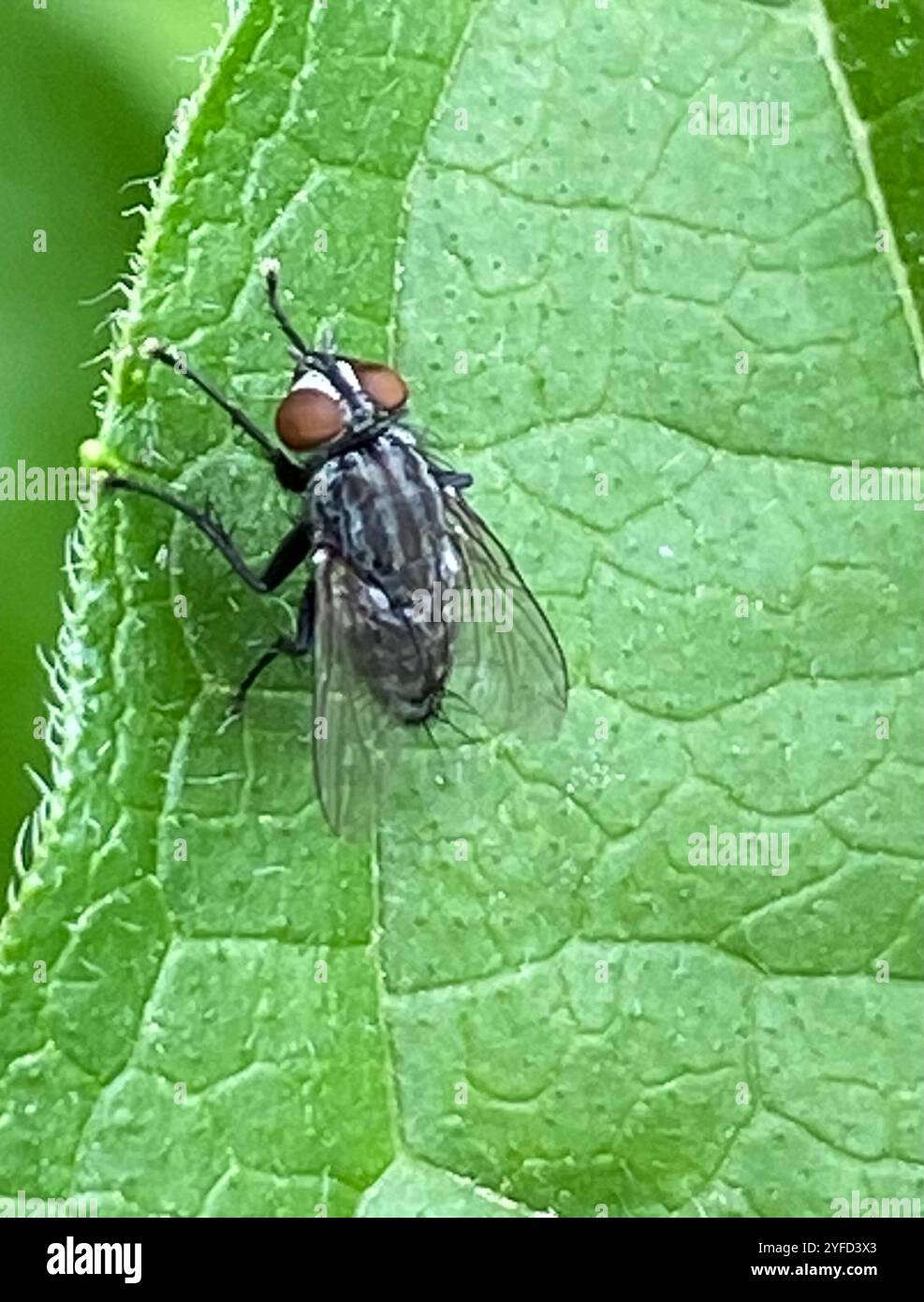 Common House Fly (Musca domestica Stock Photo - Alamy