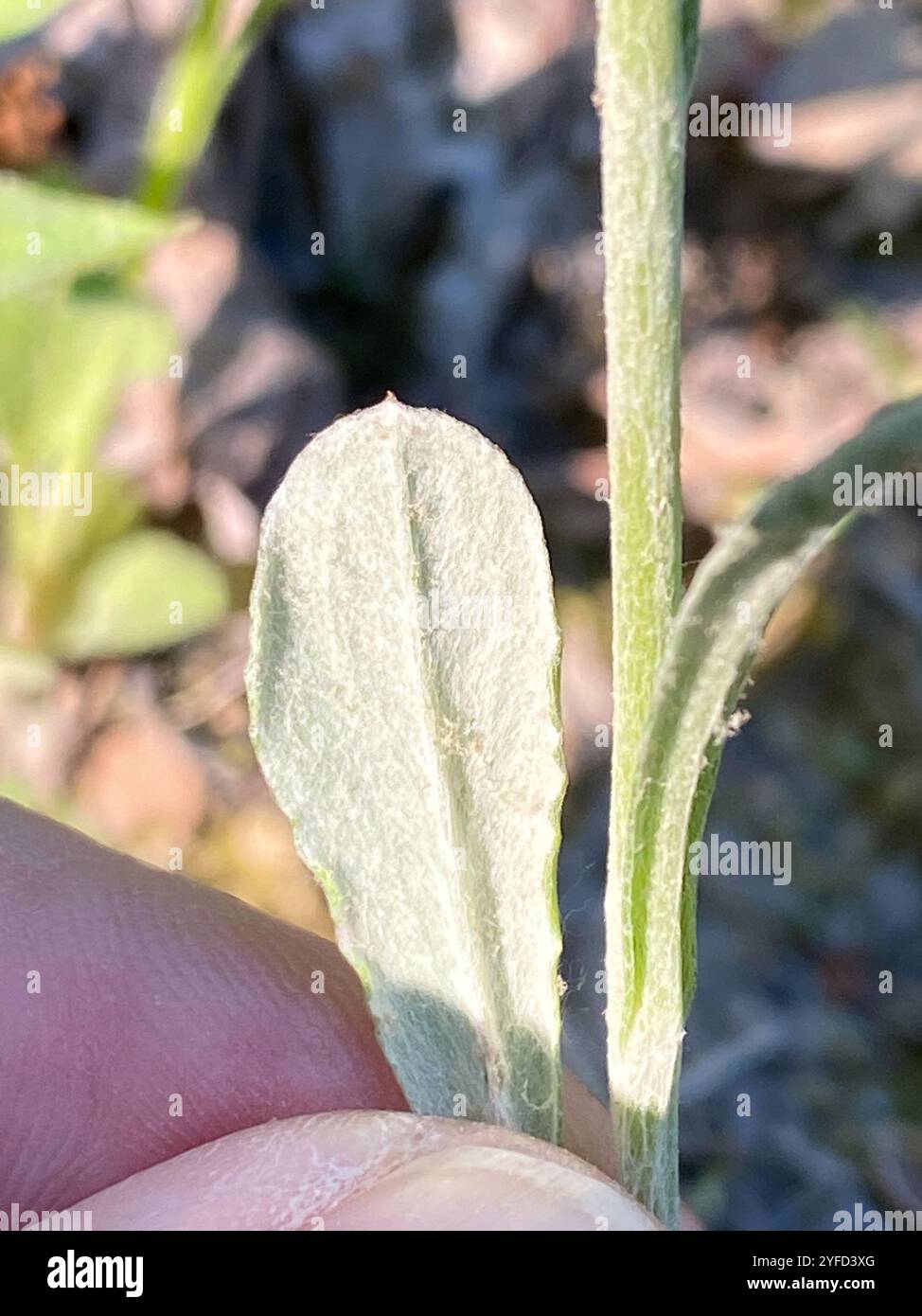 Purple Cudweed (Gamochaeta purpurea Stock Photo - Alamy