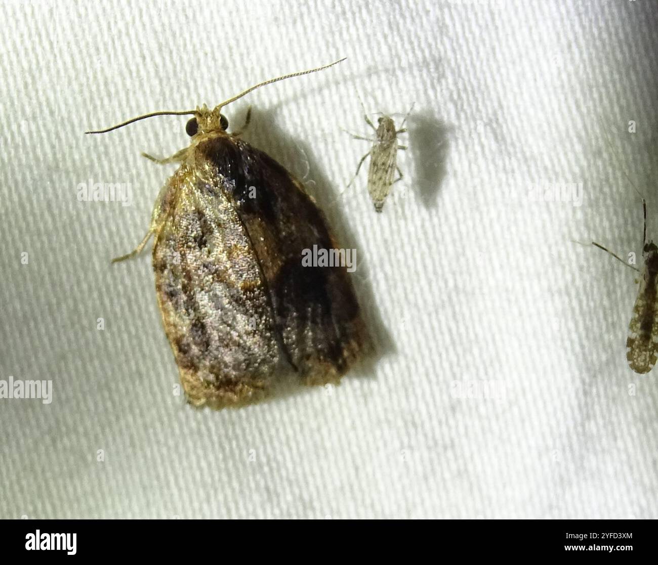 Smoked Leafroller Moth (Archips infumatana Stock Photo - Alamy