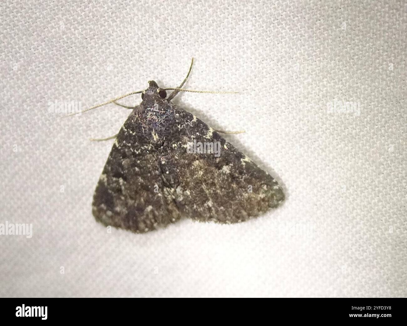 Underwing, Tiger, Tussock, and Allied Moths (Erebidae Stock Photo - Alamy