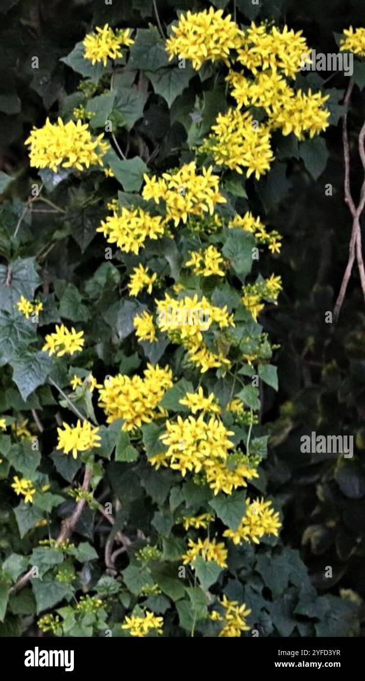 Canary creeper (Senecio tamoides Stock Photo - Alamy