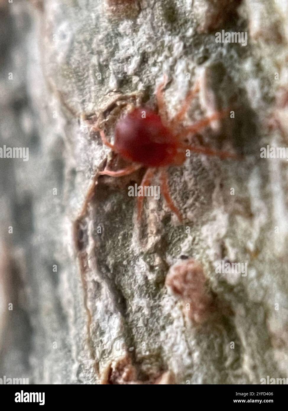 Whirligig Mites (Anystis Stock Photo - Alamy