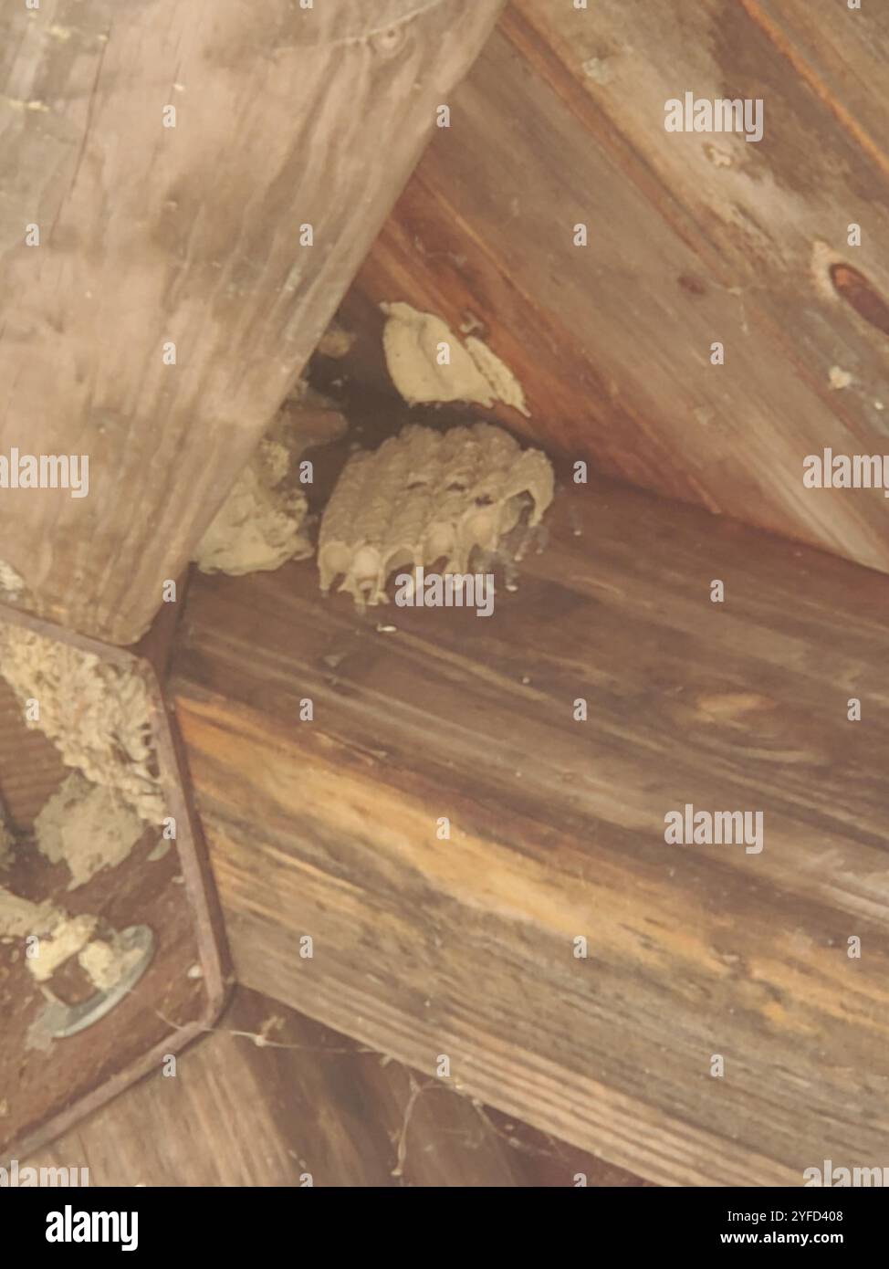 Organ-pipe Mud-dauber Wasp (Trypoxylon politum Stock Photo - Alamy